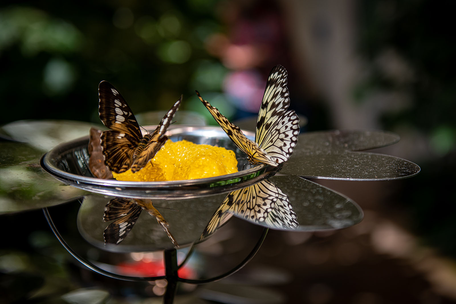 Butterfly Atrium Gallery - Hershey Gardens