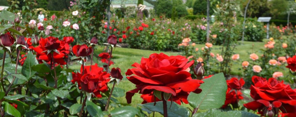 National Red Rose Day - Hershey Gardens