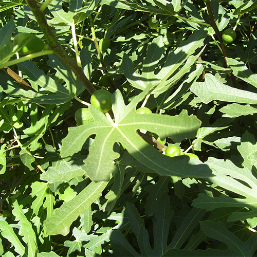 What's In Bloom - Hershey Gardens