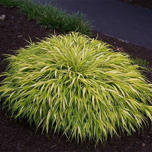 What's In Bloom - Hershey Gardens