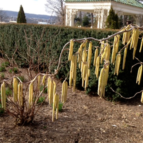 What's In Bloom - Hershey Gardens