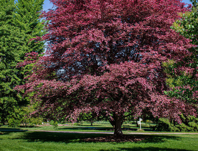 National Arbor Day: Guided Tree Tours - CANCELLED DUE TO WEATHER ...