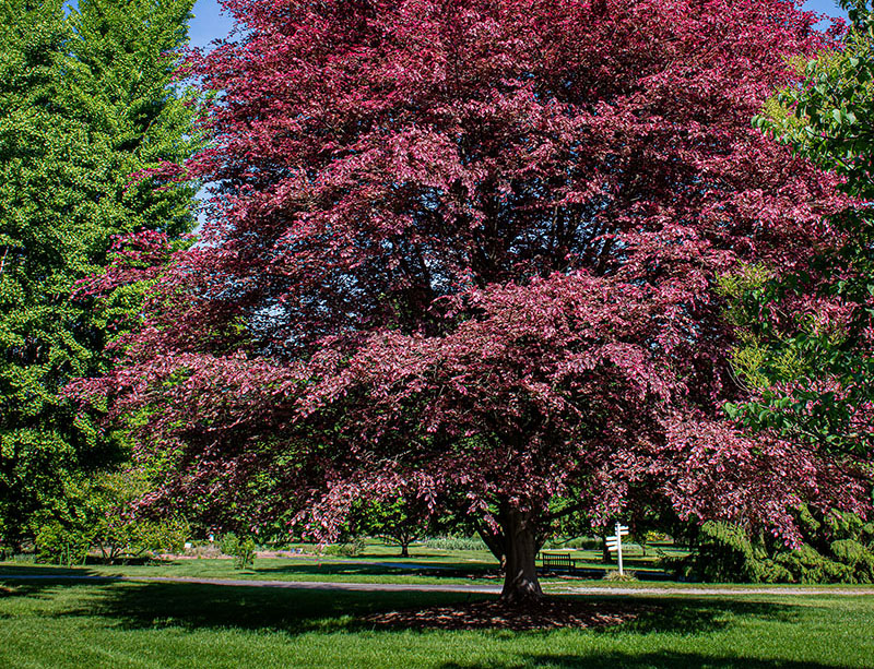 National Arbor Day: Guided Tree Tours - CANCELLED DUE TO WEATHER ...