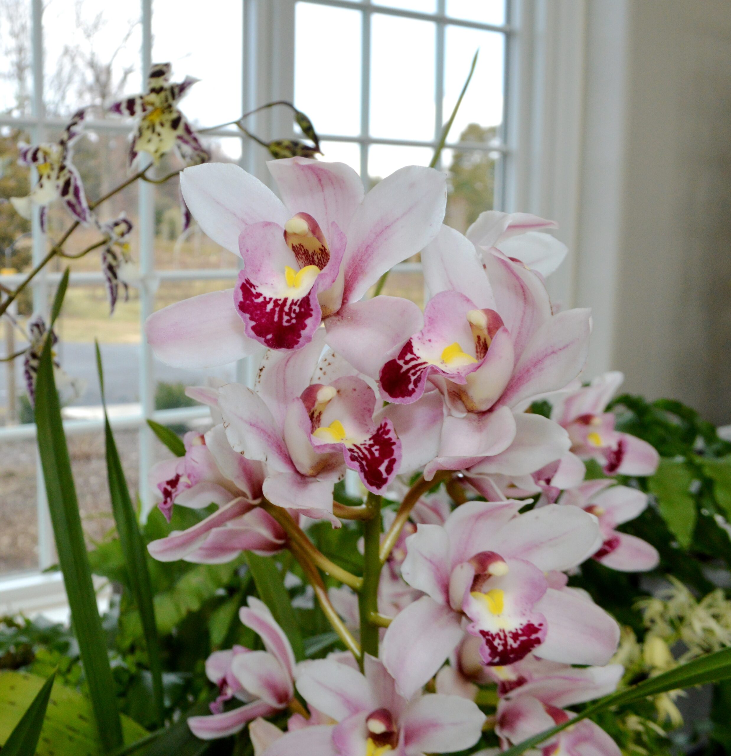 Annual Orchid Show & Sale: Member Preview - Hershey Gardens