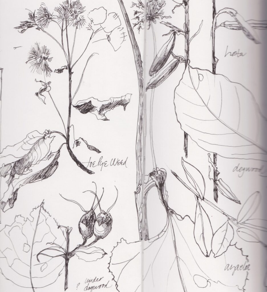 Beginning a Botanical Sketchbook - Hershey Gardens