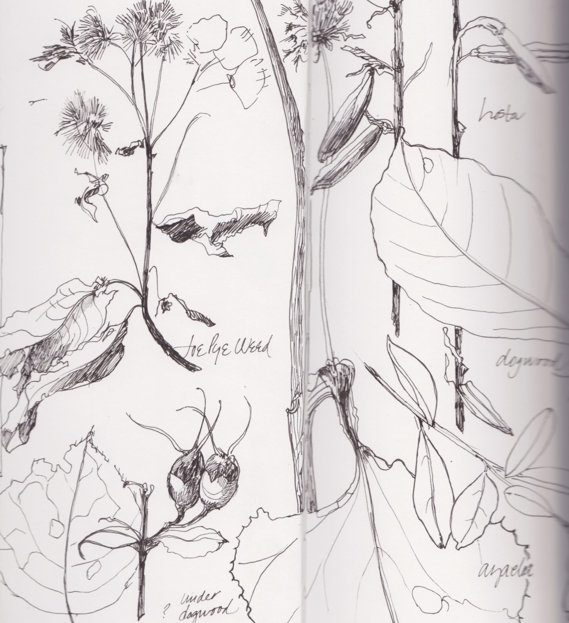 Beginning a Botanical Sketchbook - Hershey Gardens