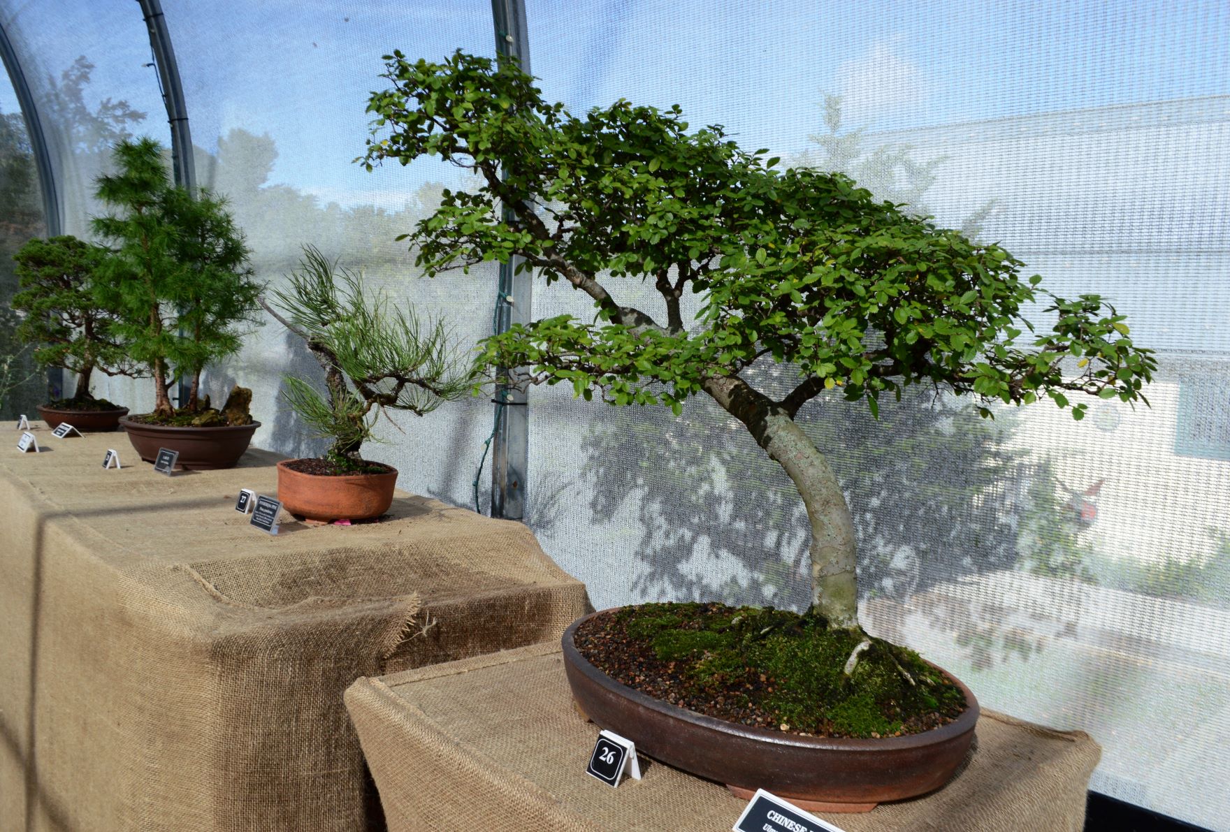Bonsai Exhibit by the Susquehanna Bonsai Club - Hershey Gardens