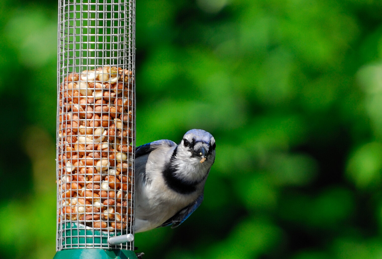 Winter Bird Watch - Hershey Gardens