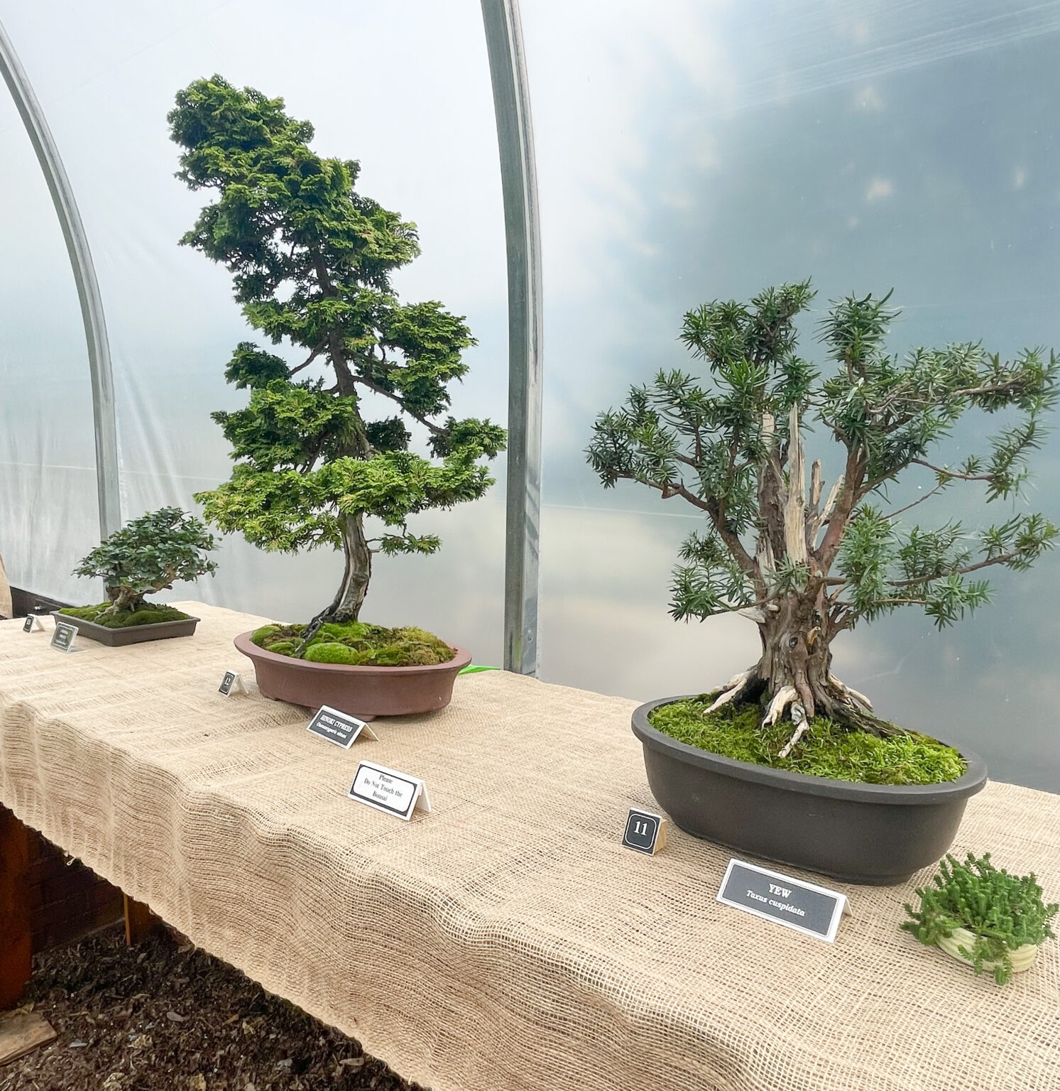Bonsai Display by the Susquehanna Bonsai Club - Hershey Gardens