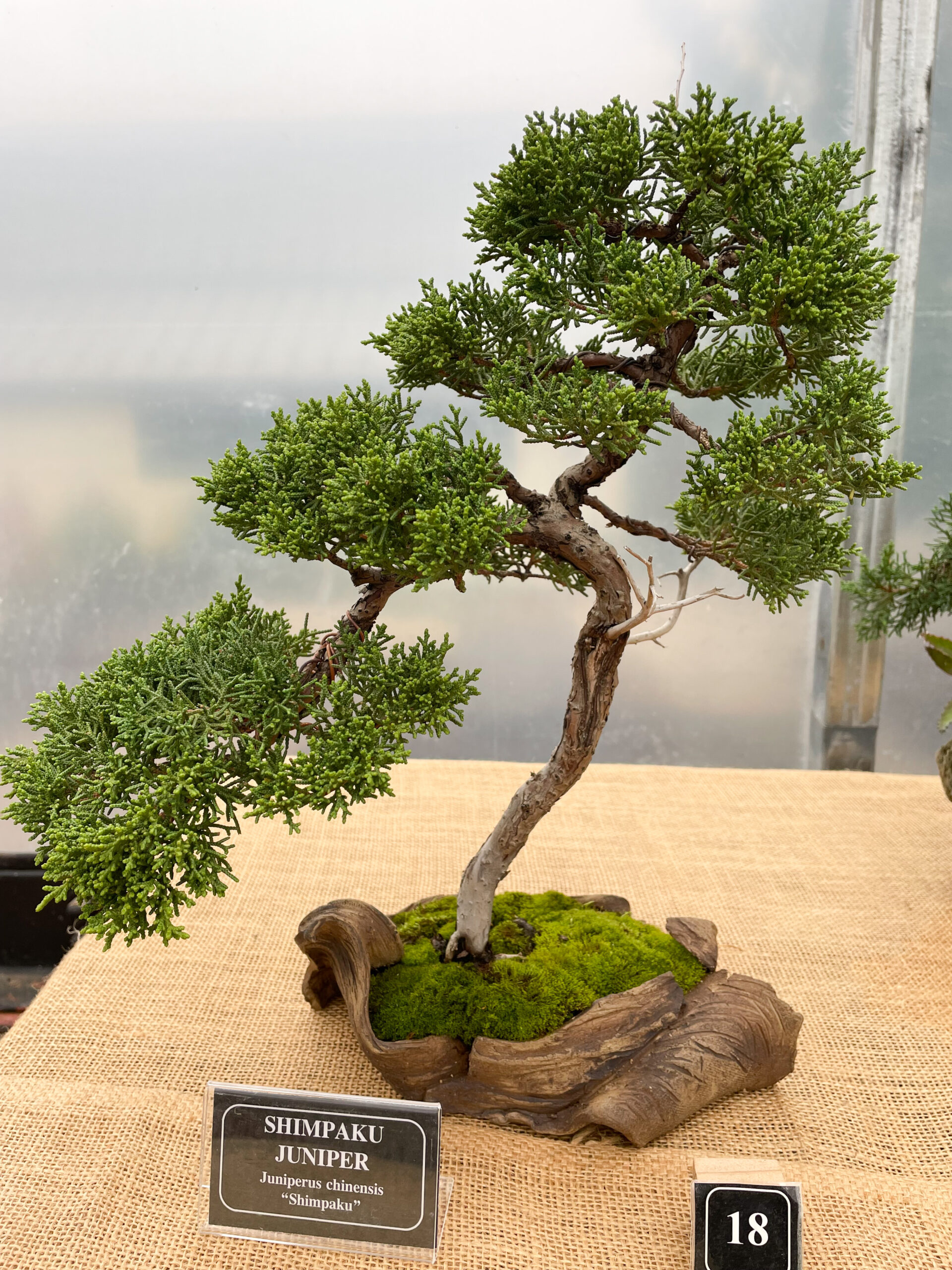 Bonsai Demonstration by Susquehanna Bonsai Club - Hershey Gardens